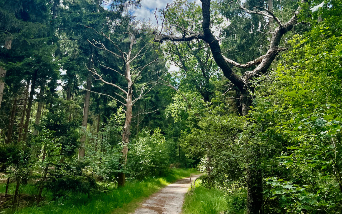 EVENT | Hooge Vuursche Trail